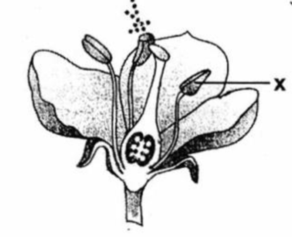 Perhatikan gambar penampang bunga berikut! Fung...