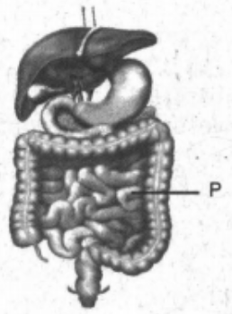 Perhatikan gambar berikut! Di dalam bagian y...