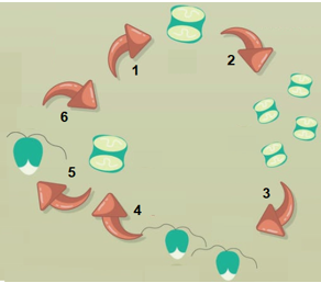 Perhatikan gambar di bawah ini! Pada metagen...