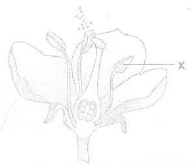 Perhatikan gambar penampang bunga berikut! F...