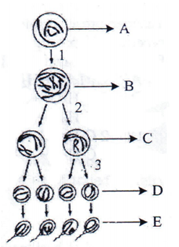 Perhatikan proses gametogenesis di bawah ini!