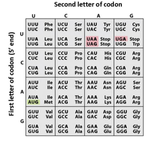 Tabel di bawah ini menunjukkan 64 kombinasi kodon ...