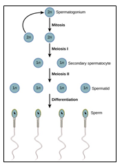 Perhatikan proses gametogenesis di bawah ini!
