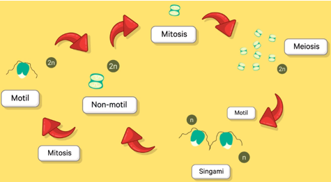 Perhatikan gambar di bawah ini! Pada metagen...