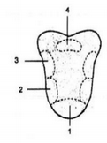 Perhatikan gambar lidah berikut! Bagian lidah yang...