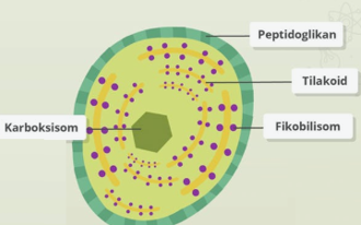 Perhatikan gambar di bawah ini! Struktur yan...
