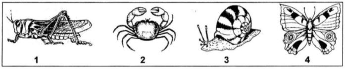 Perhatikan gambar di bawah ini! Organisme di...