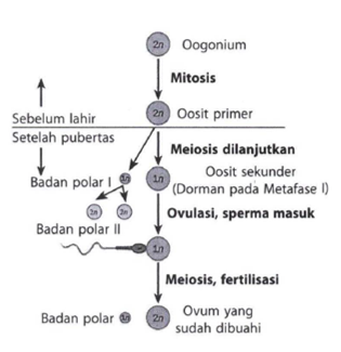 Perhatika gambar oogenesis berikut. Sel yang...